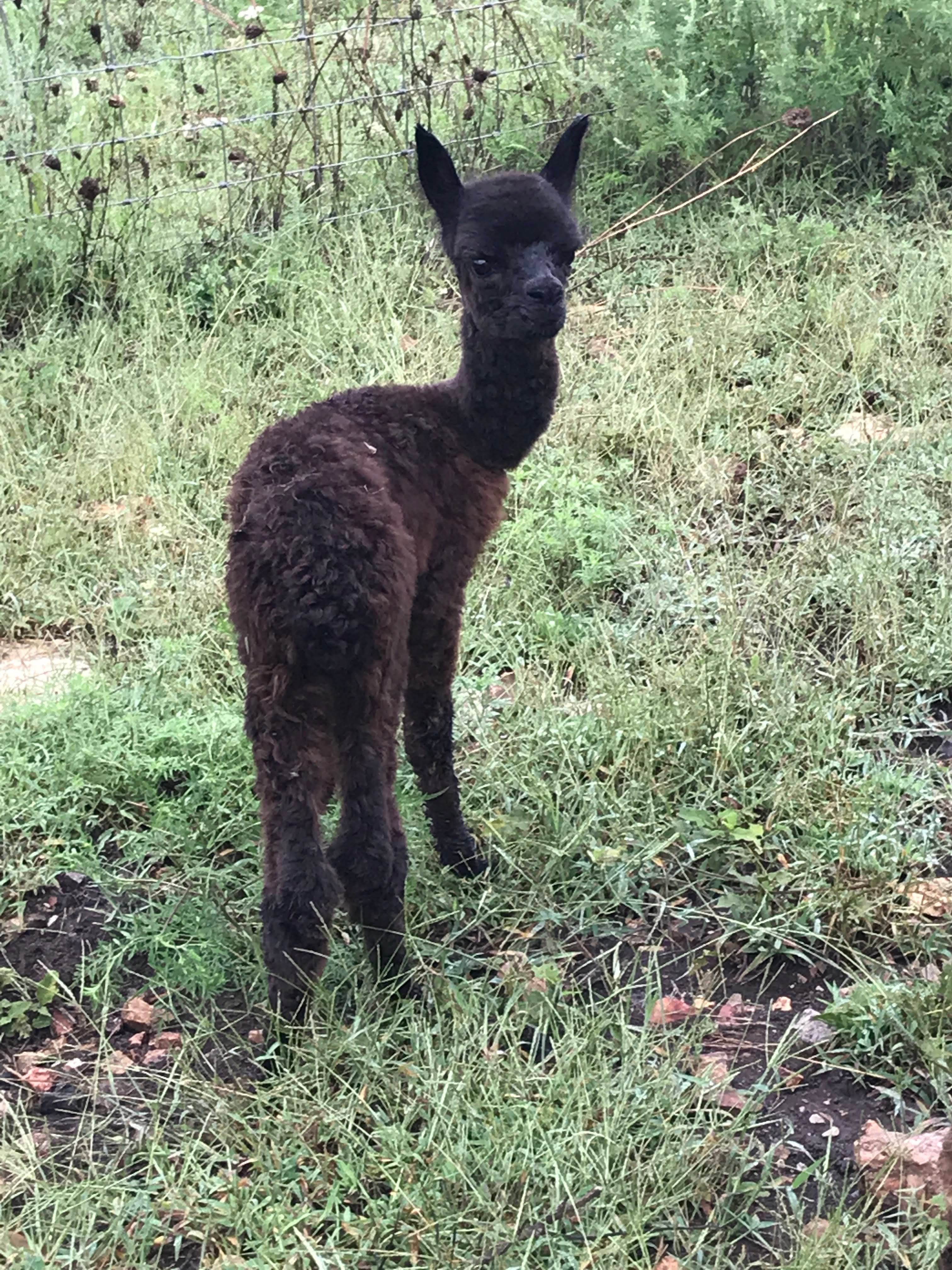 First Baby of the Year! – Timber View Farm Alpacas