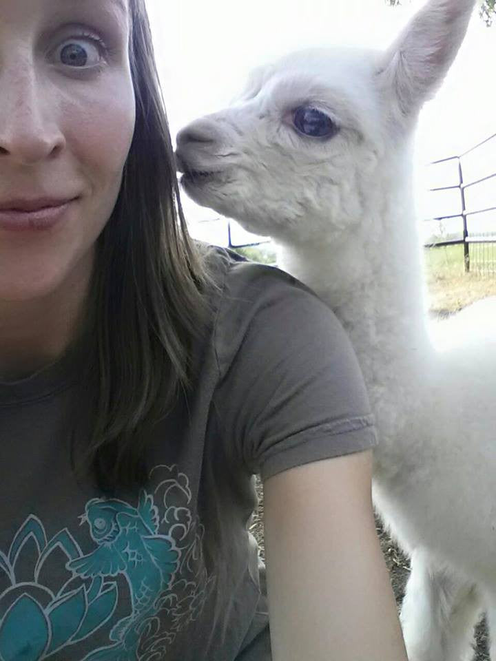 Miami County Fall Farm Tour 2017 – Timber View Farm Alpacas