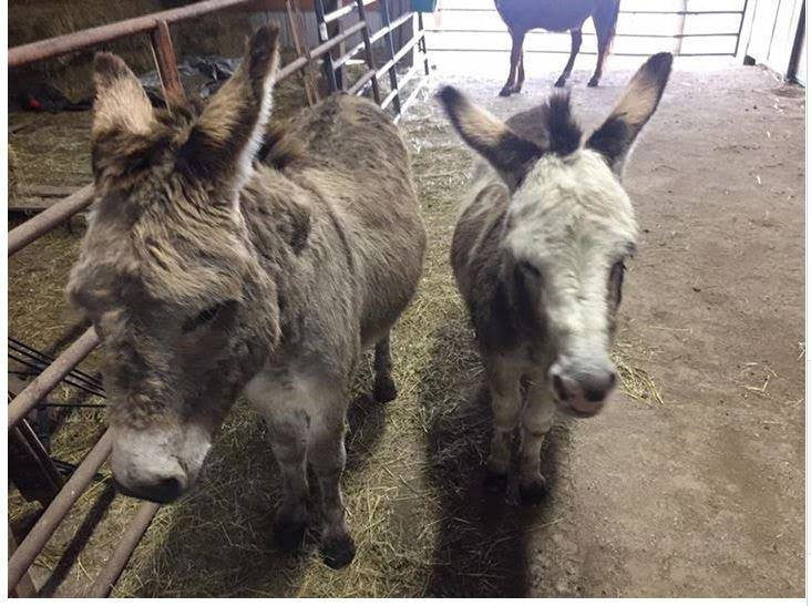 What's new at Timber View! – Timber View Farm Alpacas