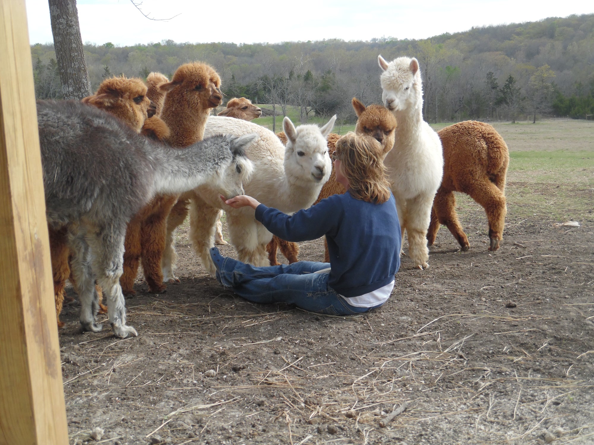 Timber View Farm Alpacas