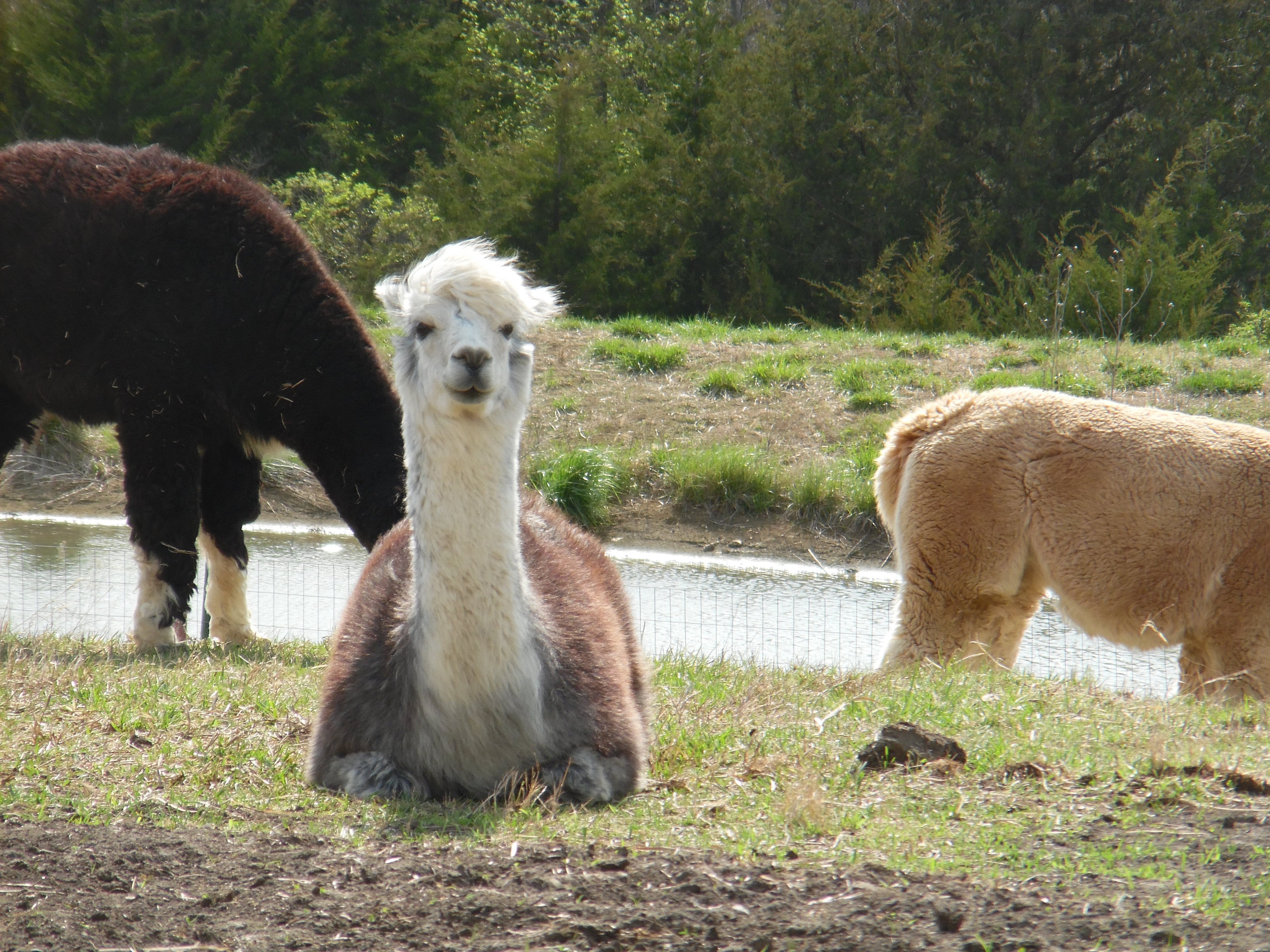 Timber View Farm Alpacas