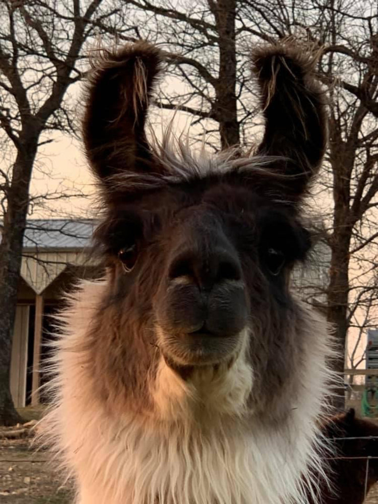 Visit the Farm – Timber View Farm Alpacas