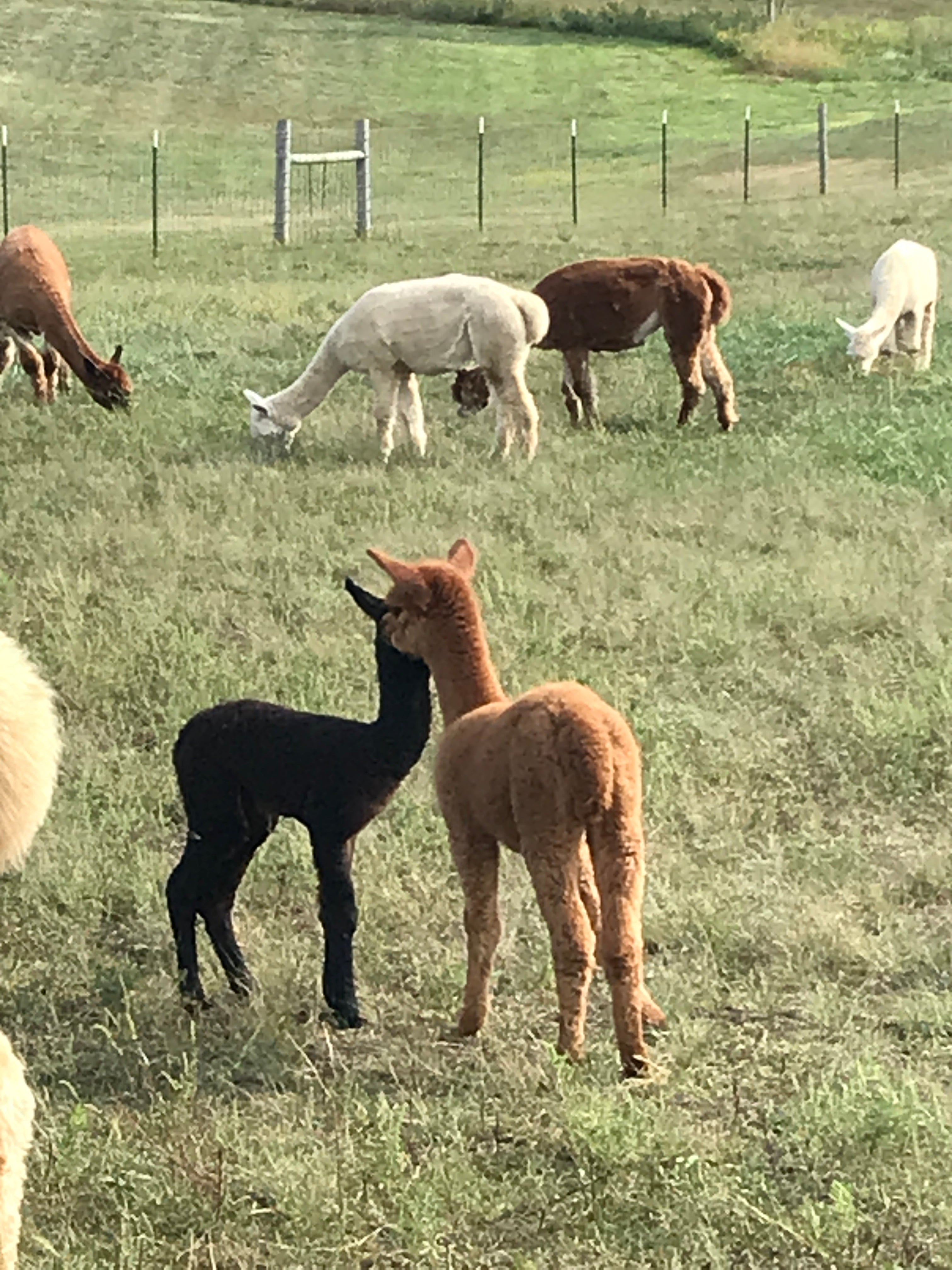 Visit the Farm – Timber View Farm Alpacas