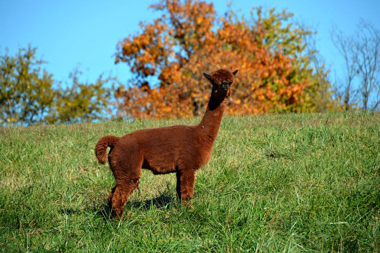 Timber View Farm Alpacas
